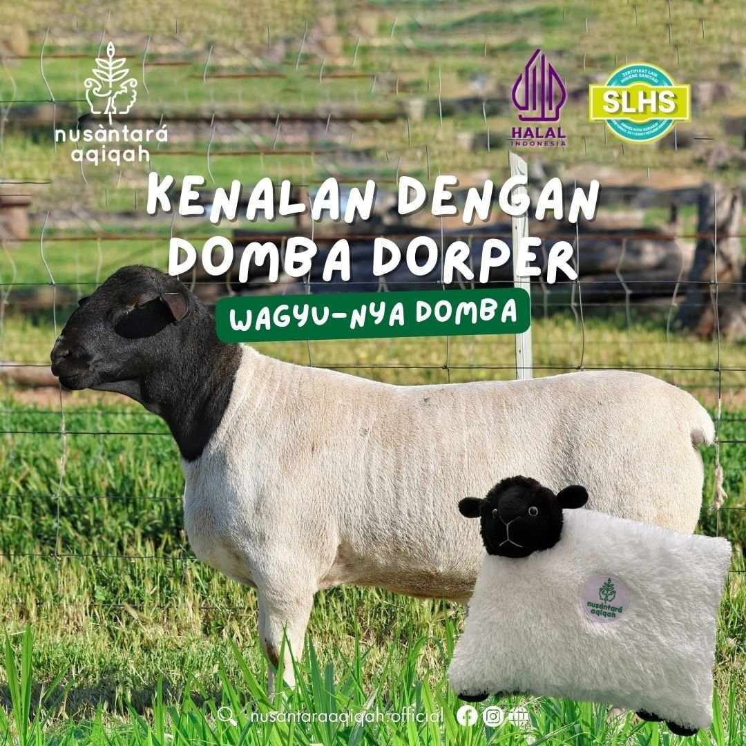 Domba Dorper Ras Unggulan dengan Kualitas Daging Terbaik - nusantara aqiqah